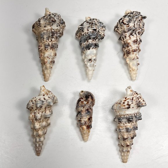 Accents | Knobby Cerithium Nodulosum Seashells Auger Beach Nautical ...